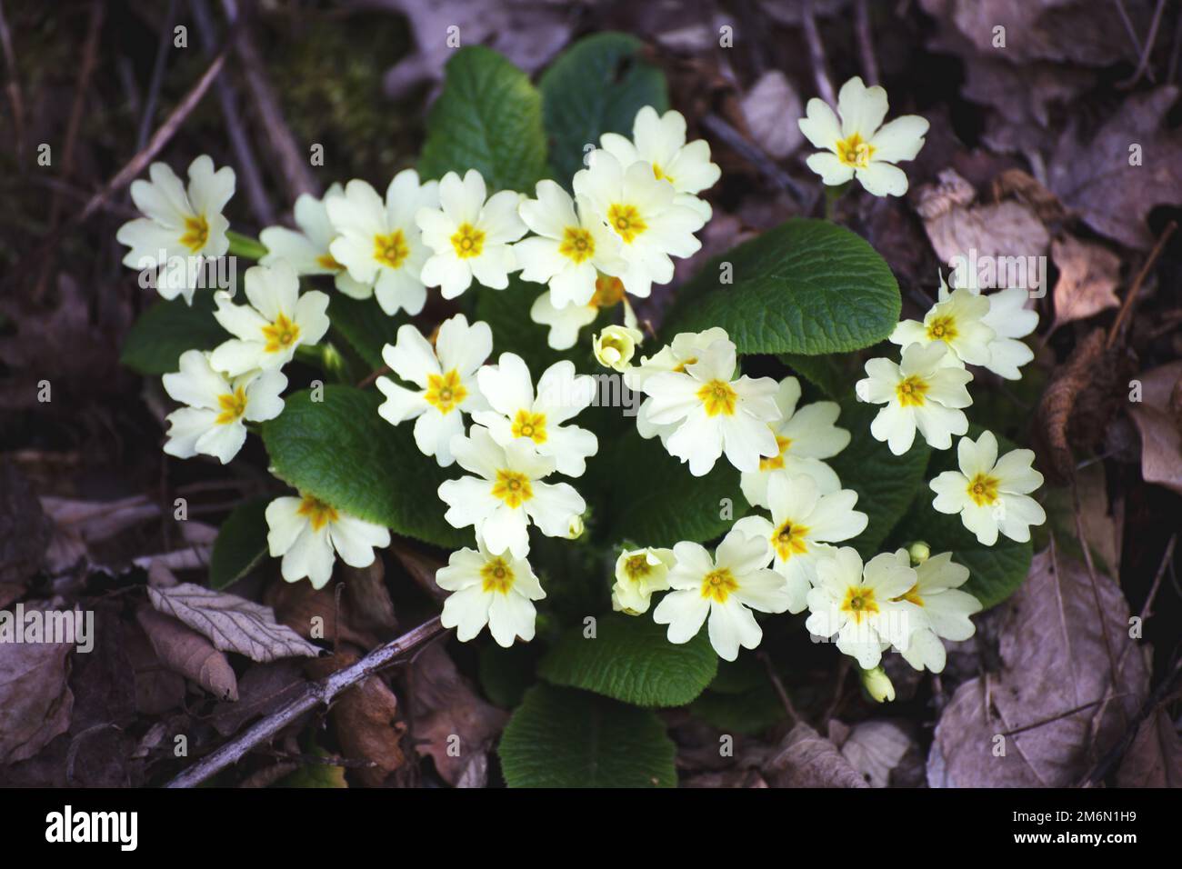 Primrose primula vulgaris park hi-res stock photography and images - Alamy