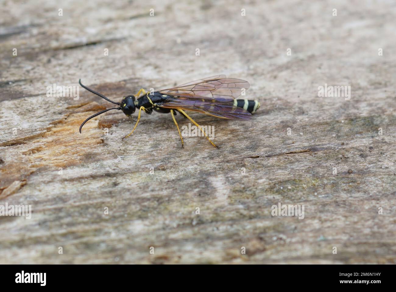 Detailed closeup on one of the larger Cephid wasps, Phylloecus ...