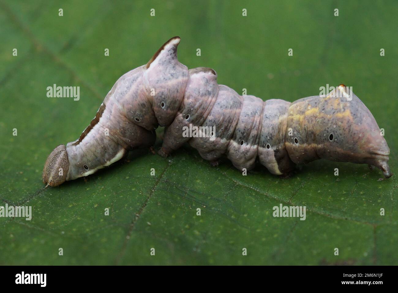 Pebble prominent moth caterpillar hi-res stock photography and images ...