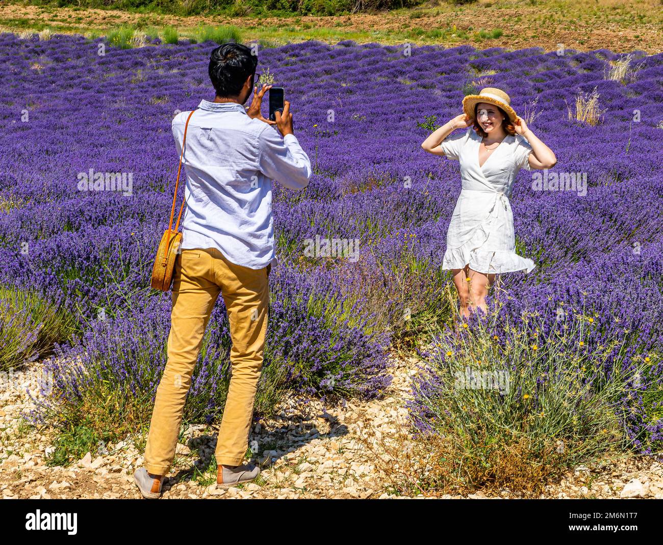 France. Provence. Vaucluse (84) Plateau de Sault, capital of lavender ...
