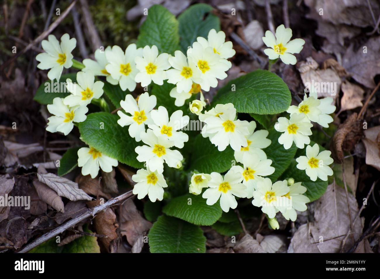 Primrose gardening hi-res stock photography and images - Alamy