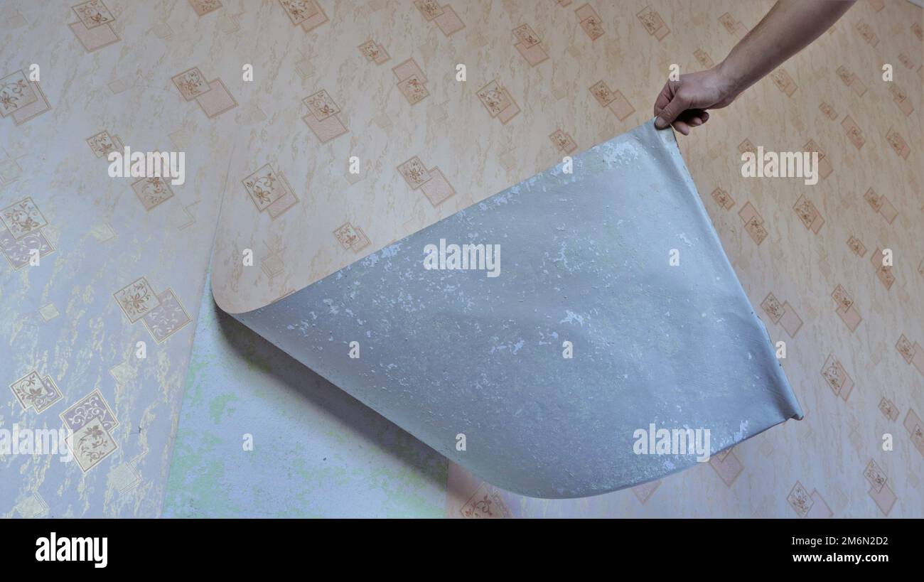 the hand holds the edge of the wallpaper torn off the wall, the texture ...