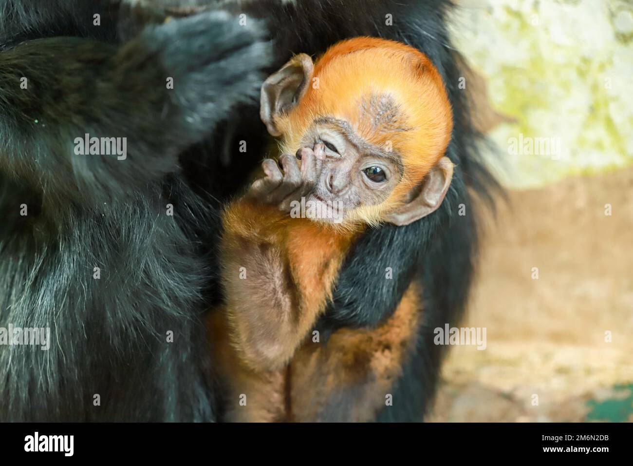 A rare baby Francois' leaf monkey is learning to climb and find food in ...