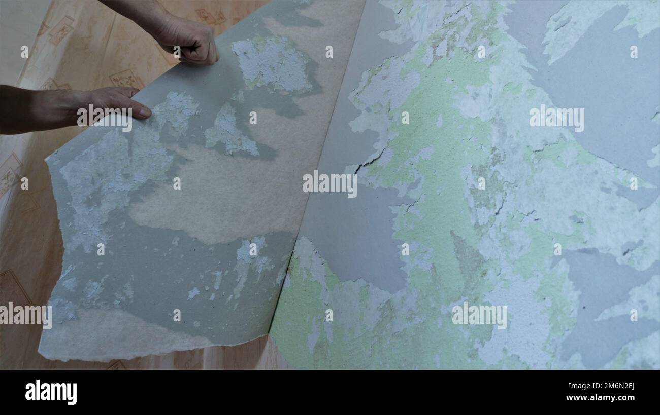 texture of the reverse side of a strip of old wallpaper peeled off the ...