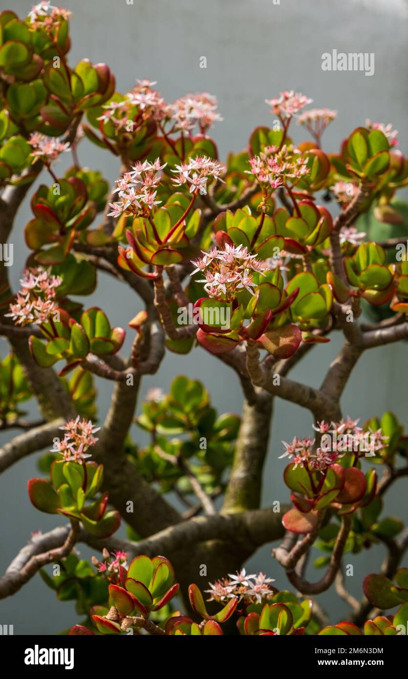Flowering bush of jade plant - Crassula ovata, Lucky plant, Money plant ...