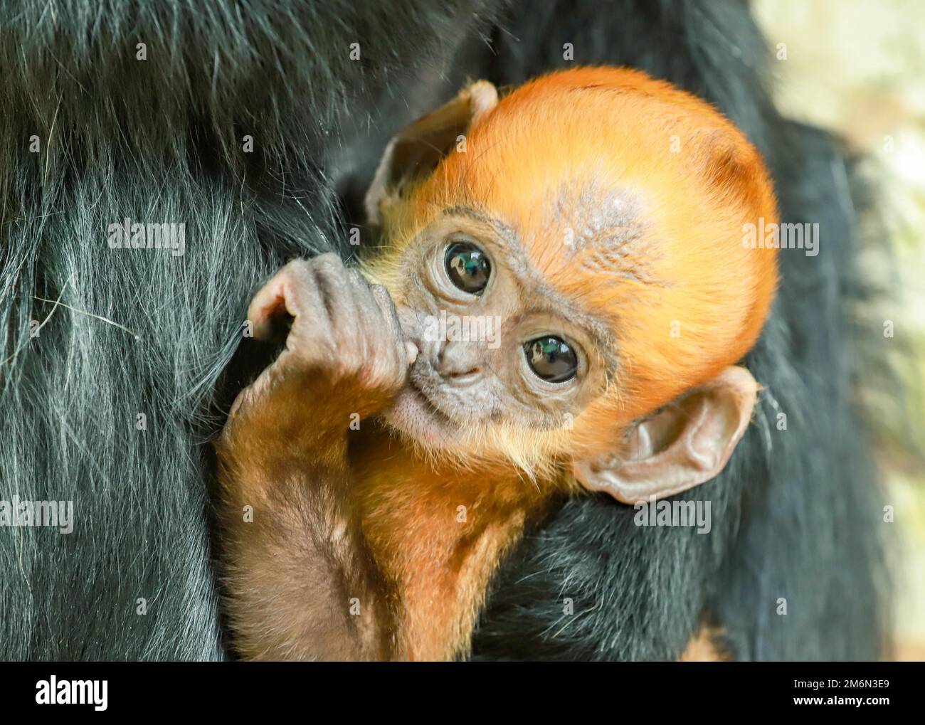 A rare baby Francois' leaf monkey is learning to climb and find food in ...