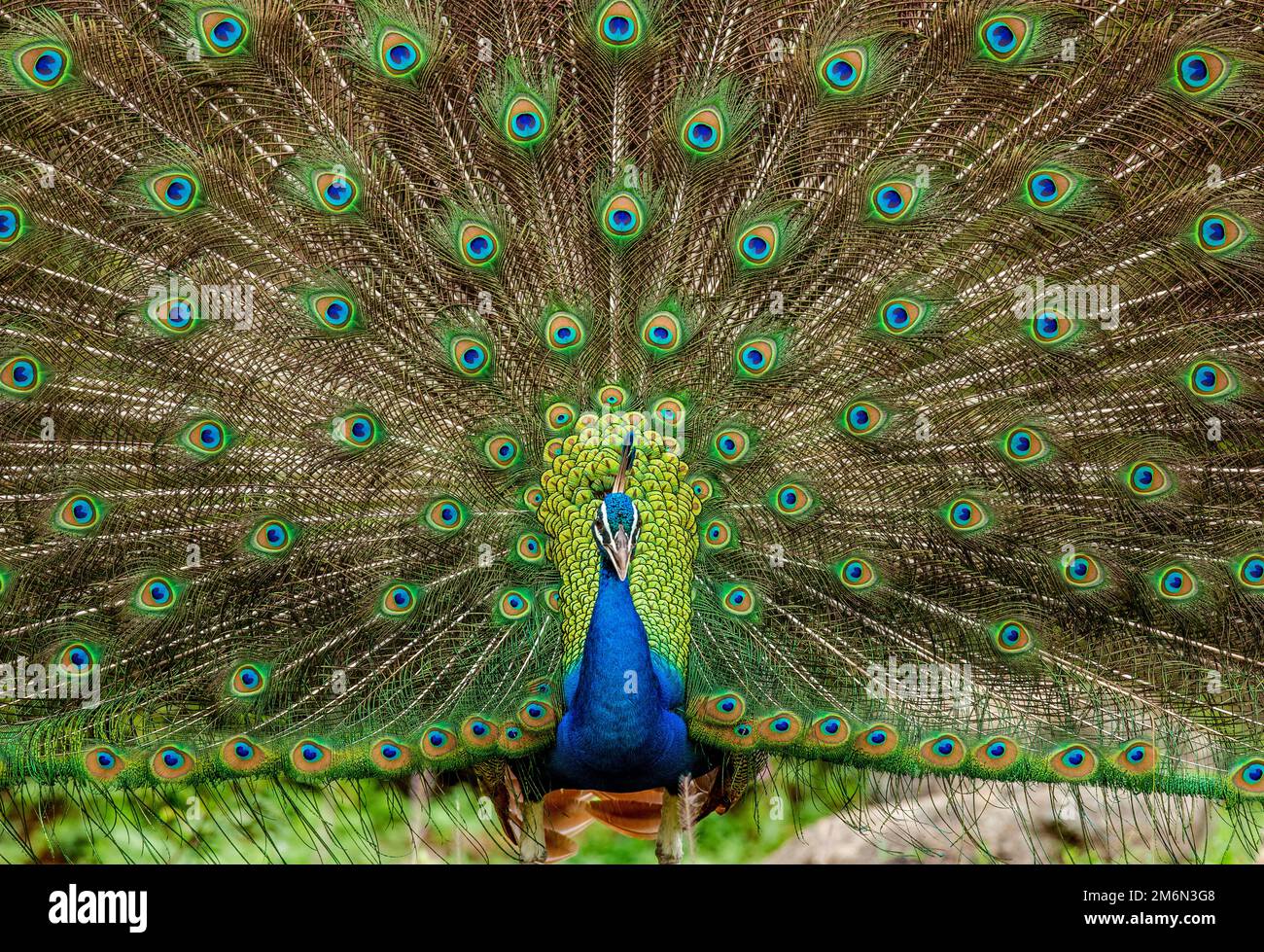 Portrait of a peacock (Pavo cristatus) on the background of his tail ...