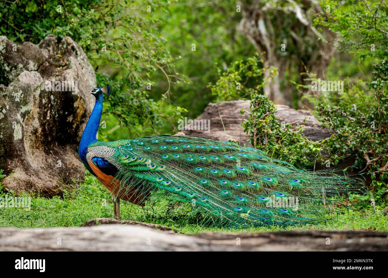 Peacock (Pavo cristatus) in Yala National Park. Sri Lanka Stock Photo ...