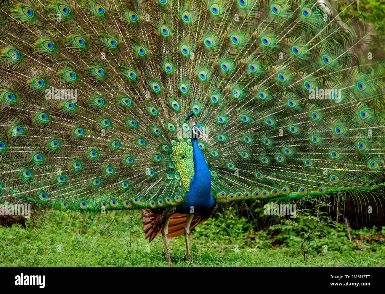 Portrait of a peacock (Pavo cristatus) on the background of his tail ...