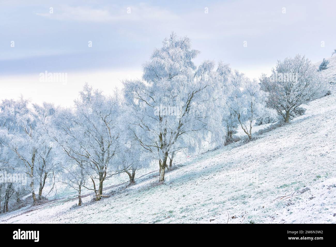 Beautiful trees in the first morning after the snow Stock Photo - Alamy