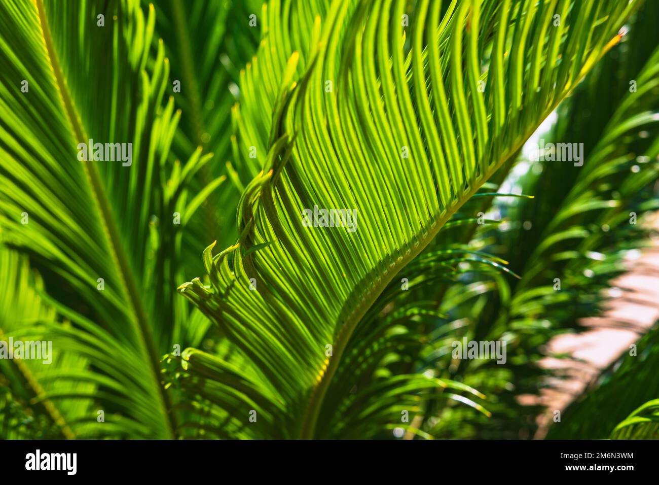 Sago Palm leaves in focus. Decorative plants background photo. Cycas ...
