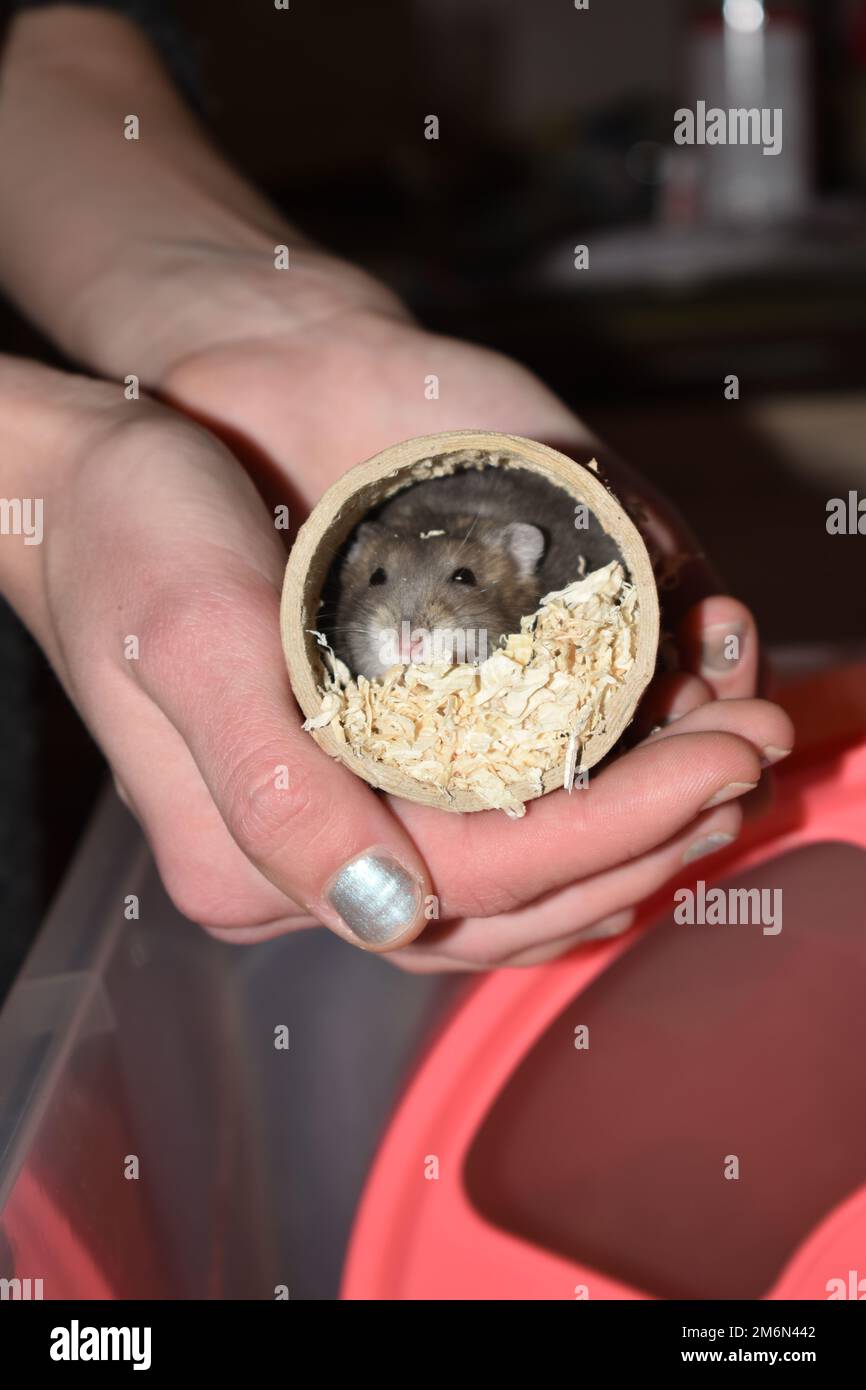 Northern bog lemming in cardboard tube while girl hold it in her hands ...