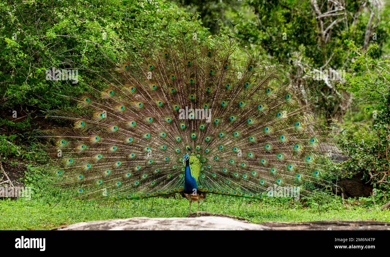 Peacock with a spread tail hi-res stock photography and images - Alamy
