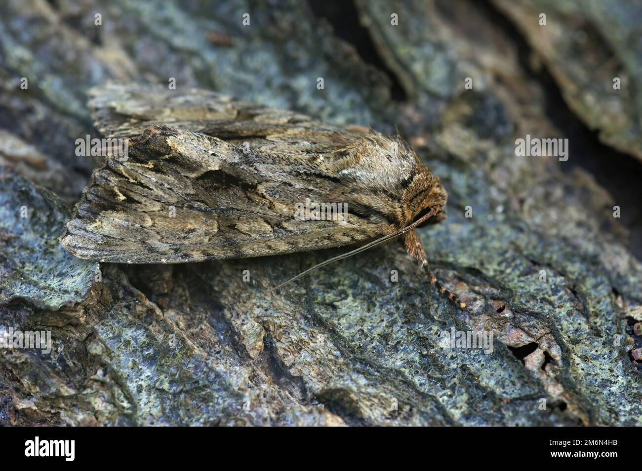 A dark arches (Apamea monoglypha) moth on a wood in closeup Stock Photo ...