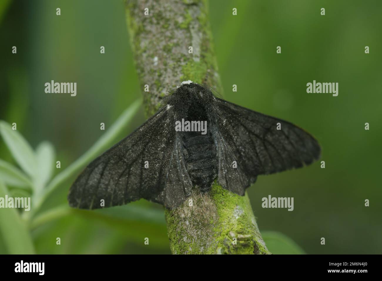 A Peppered Moth (Biston betularia) on a tree branch in closeup Stock ...