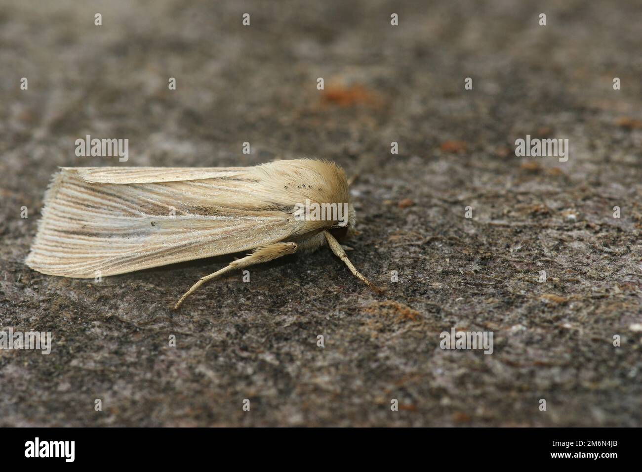 A light brown Common wainscot owlet moth (Mithymna pallen) on a brown ...