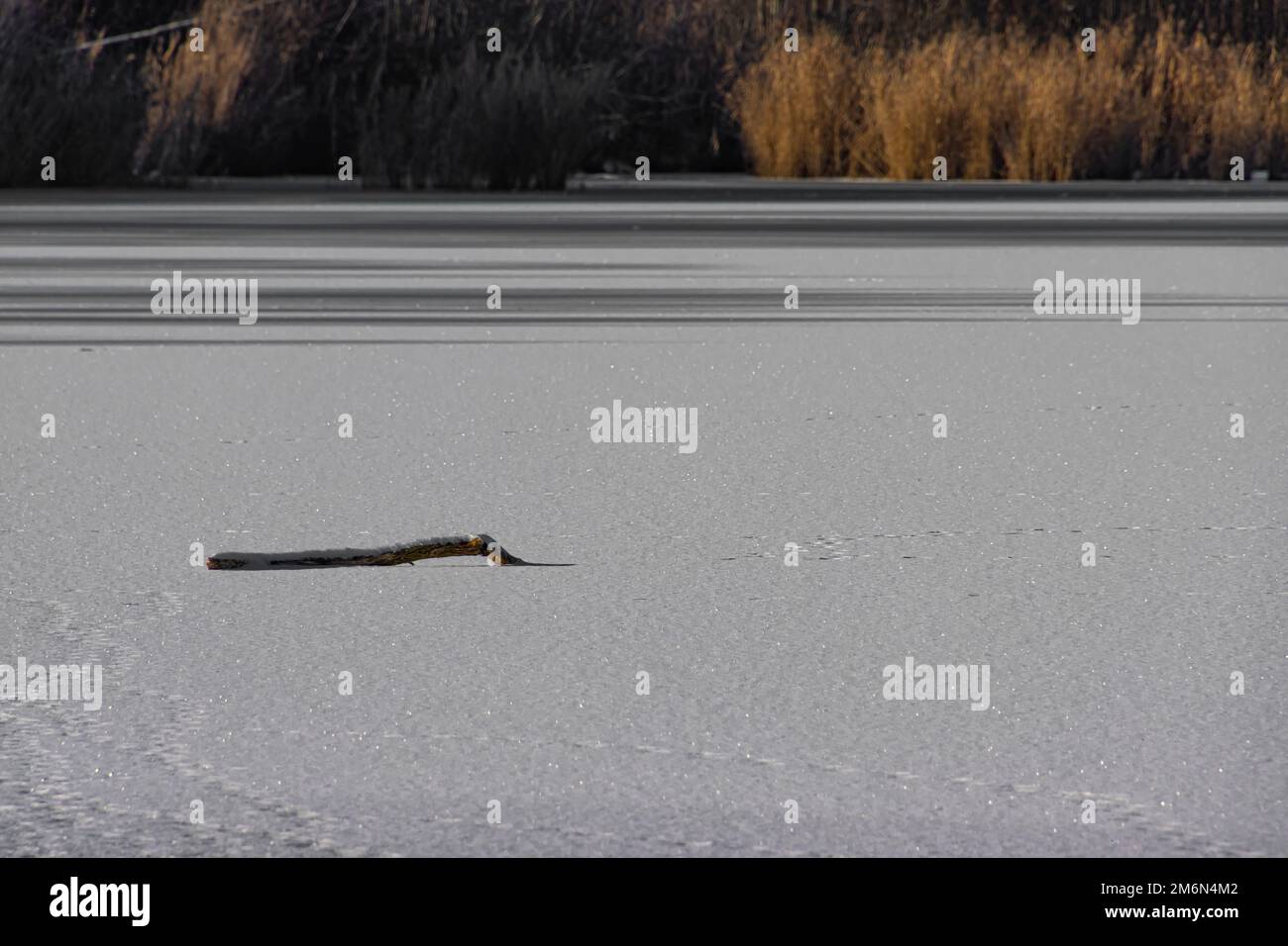 Single tree branch laying on the ice of a frozen lake Stock Photo - Alamy