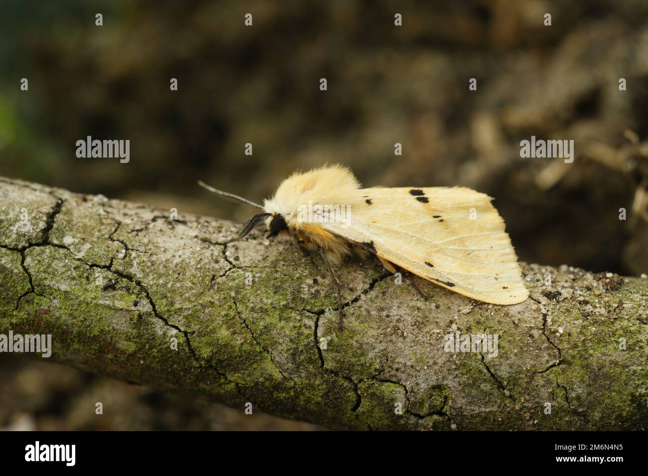 A buff ermine owlet moth (Spilarctia luteum) on a tree bark in closeup ...