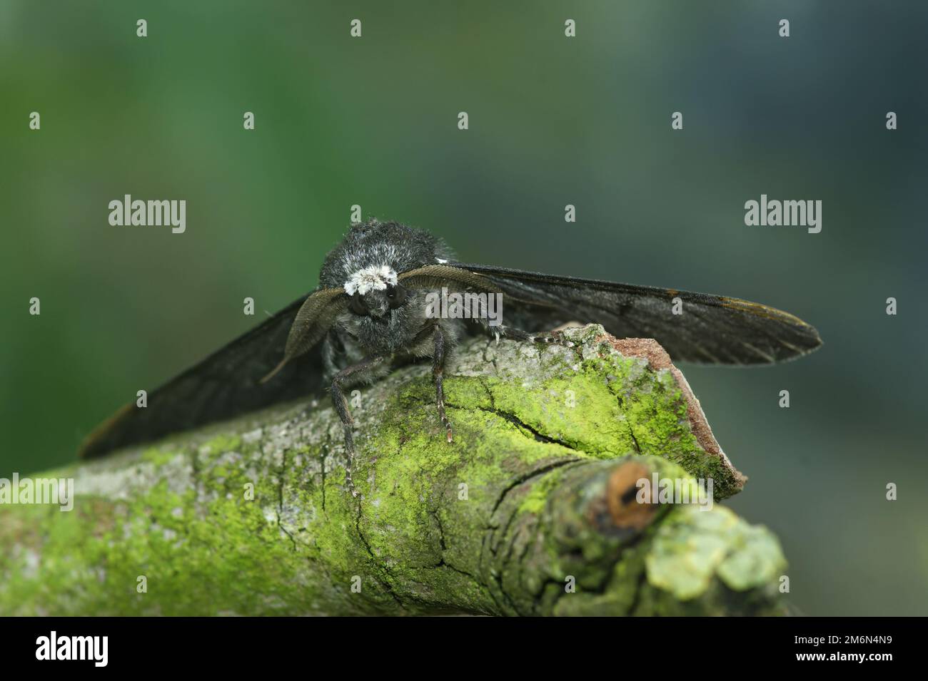 A Peppered Moth (Biston betularia) on a tree branch in closeup Stock ...