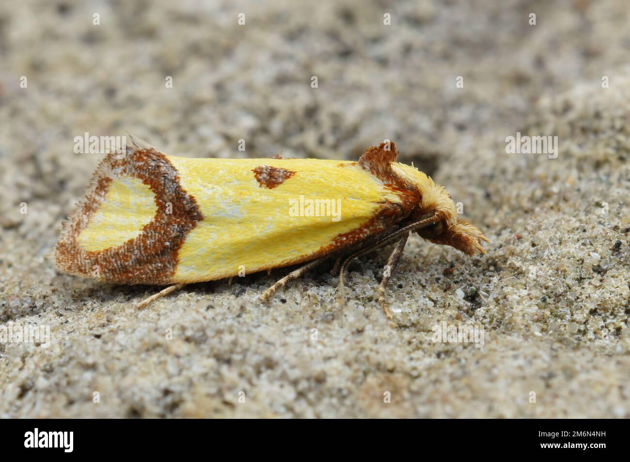 Kanariepietje hi-res stock photography and images - Alamy