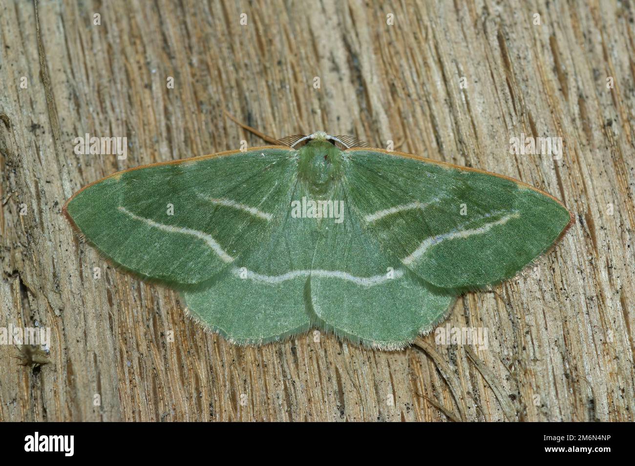 A Barred Red geometer moth (Hylaea fasciaria Stock Photo - Alamy