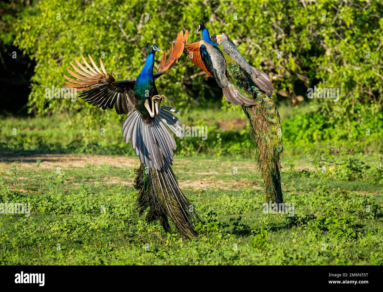Two Peacocks Pavo Cristatus Are Fighting Each Other In Yala National