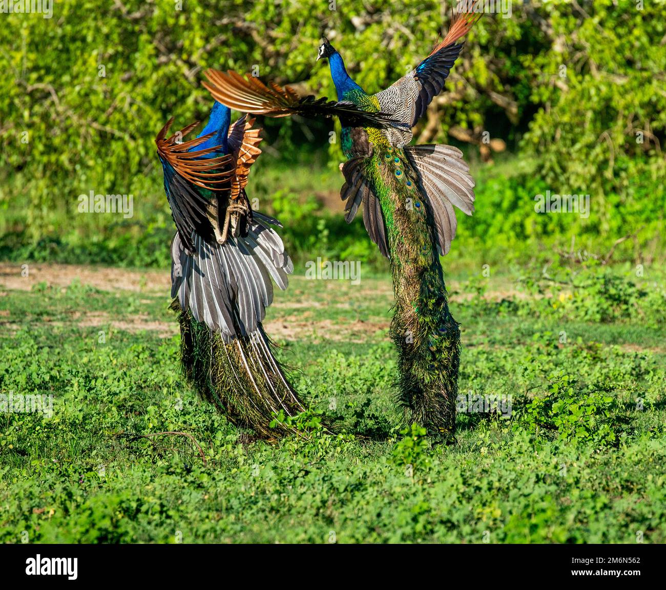 Two peacocks (Pavo cristatus) are fighting each other in Yala National ...