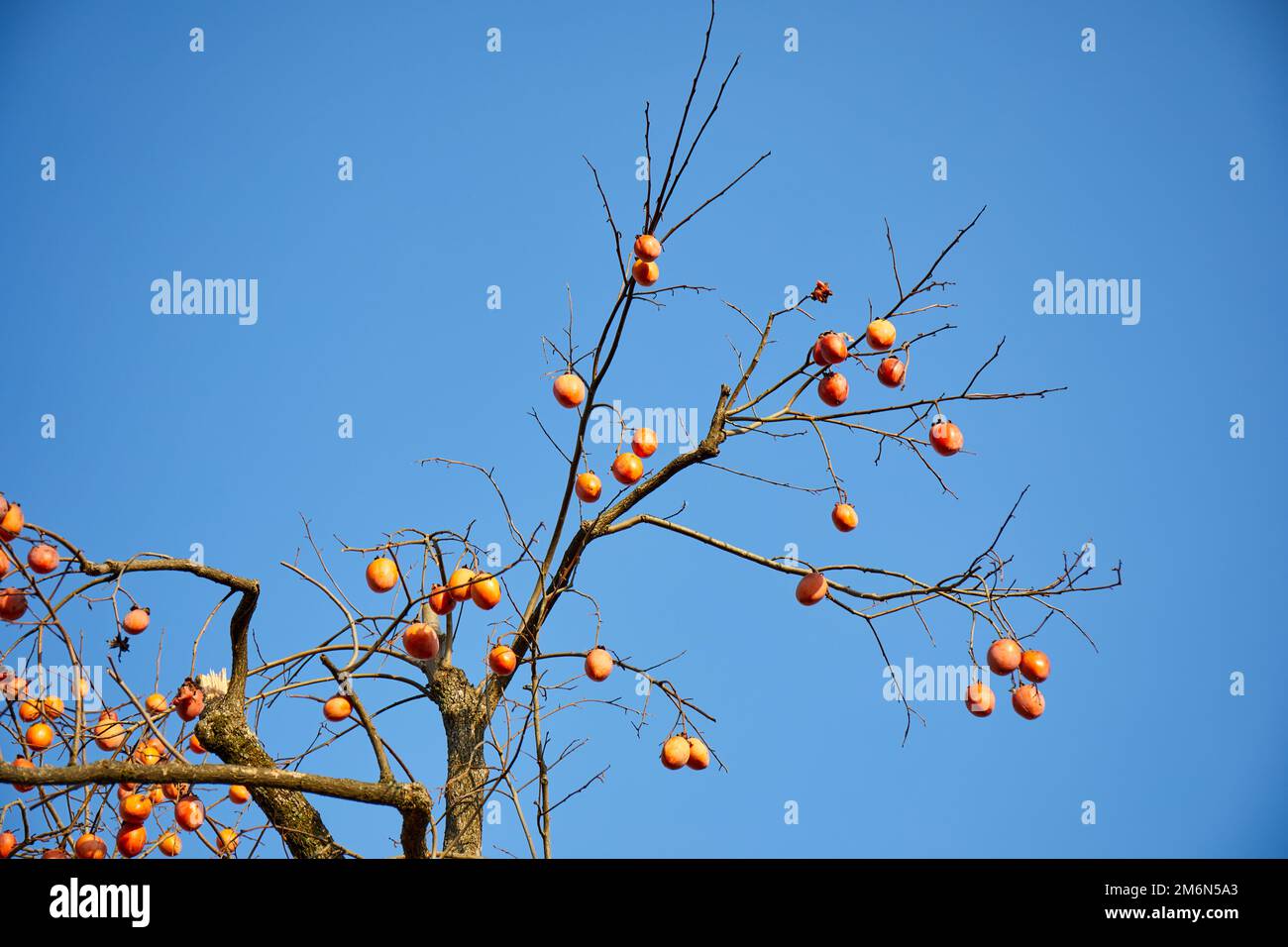 Japanese persimmon tree (Diospyros kaki) in Winter; Fukuyama, Hiroshima ...