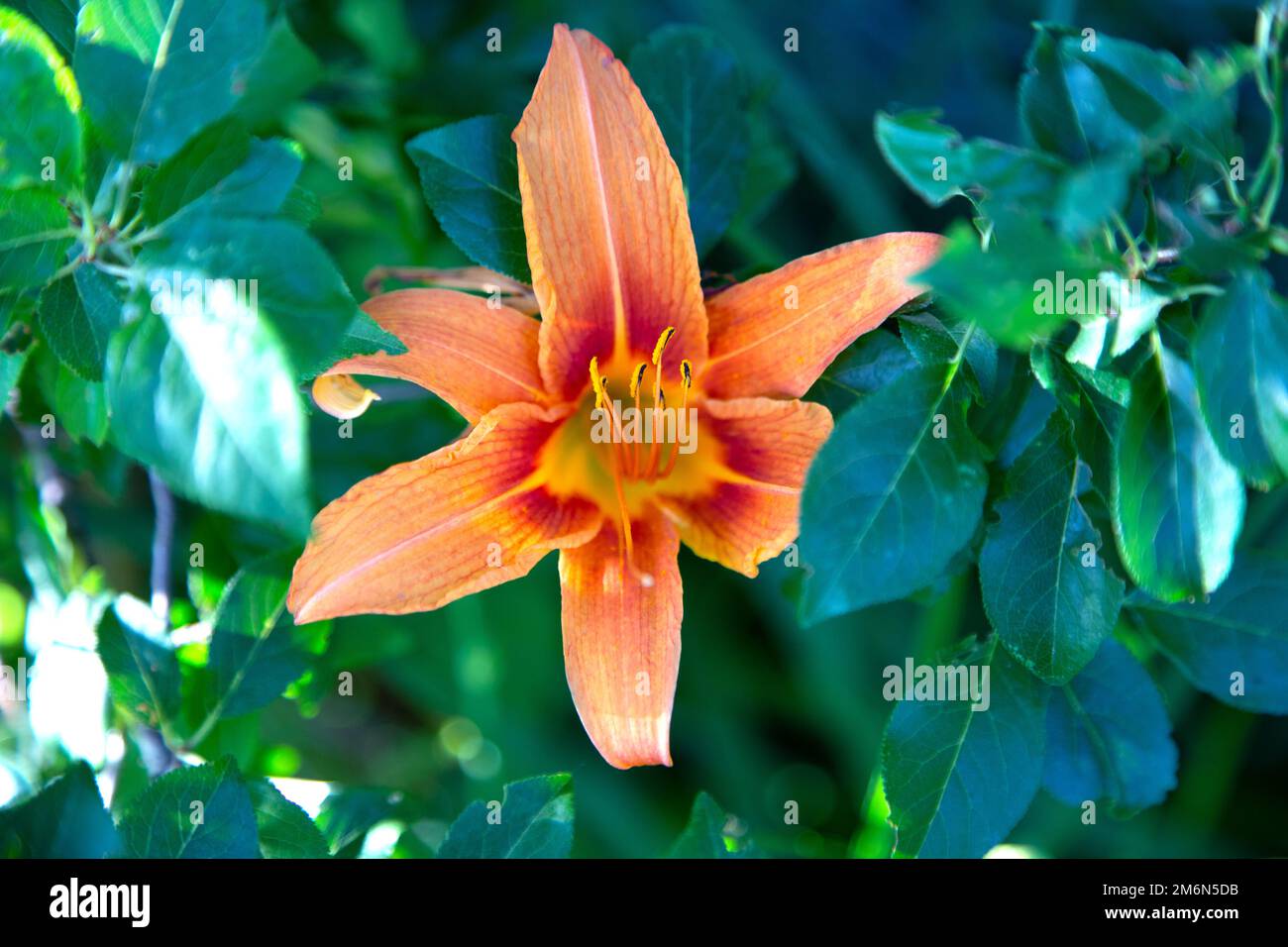 Bright colours lily flower hi-res stock photography and images - Alamy