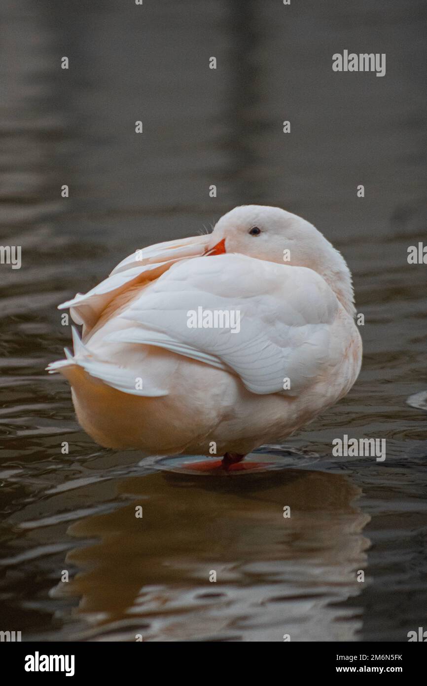A vertical shot of a white American Pekin duck sleeping in a pond Stock ...