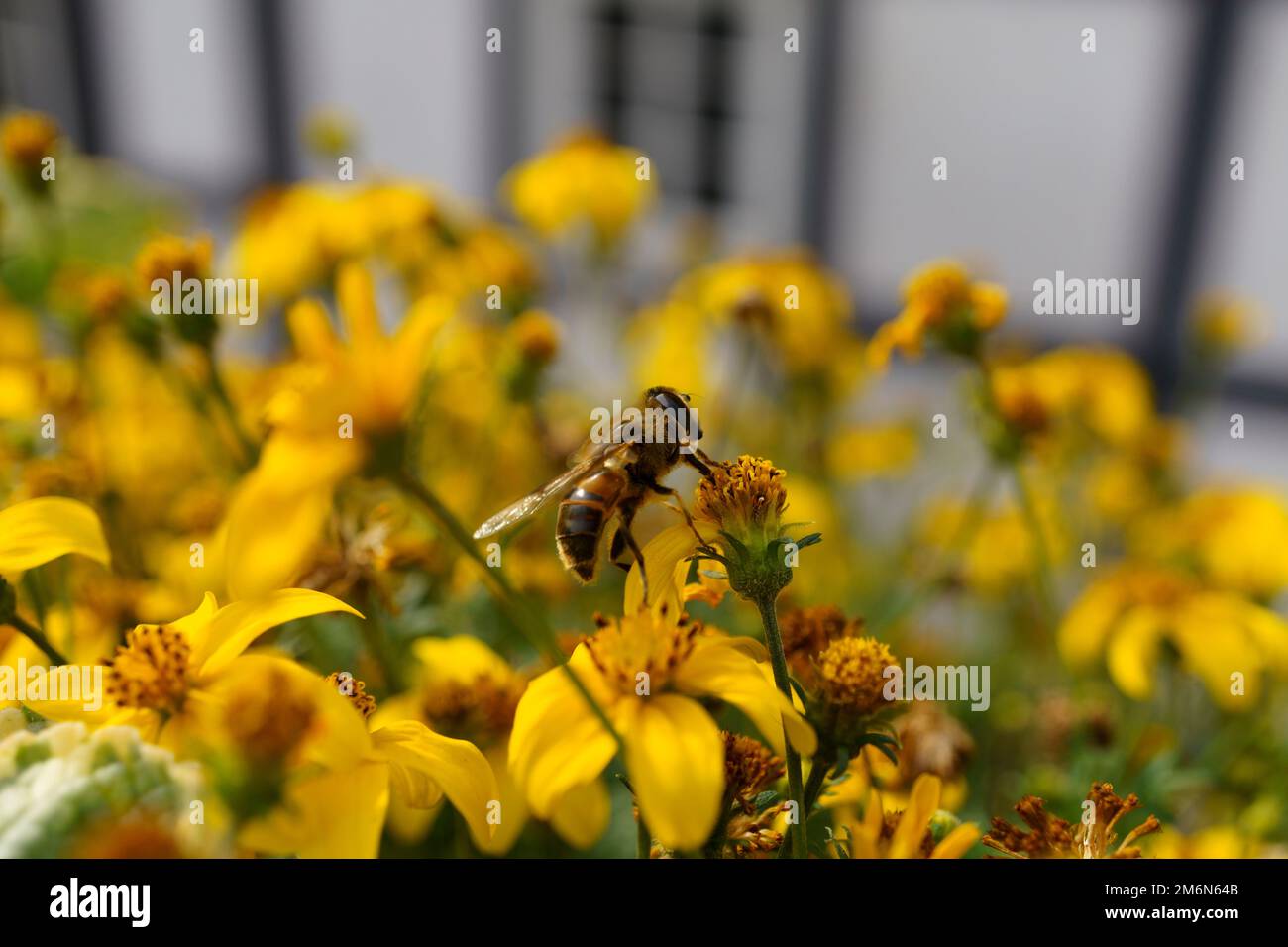 A bee drinks nectar from flowers in a flower bed, an insect Stock Photo ...