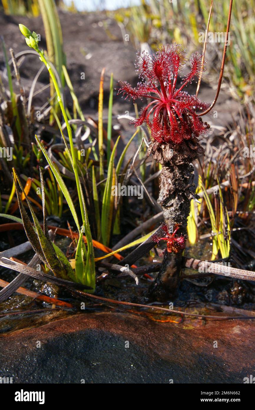 Drosera roraimae, adult plant on stem, carnivorous sundew growing on ...