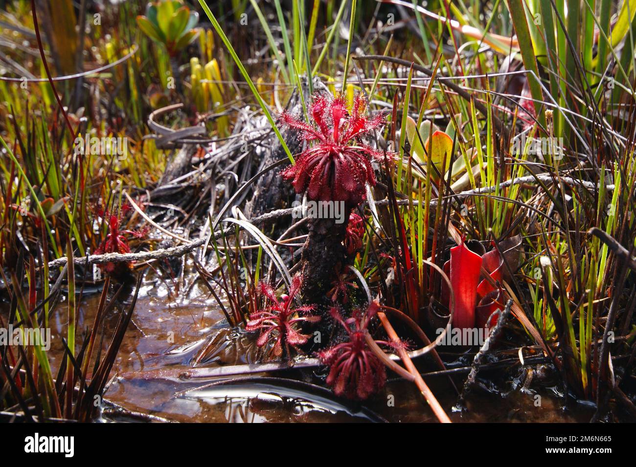 Carnivorous plants (Drosera roraimae and Heliamphora pulchella) in ...