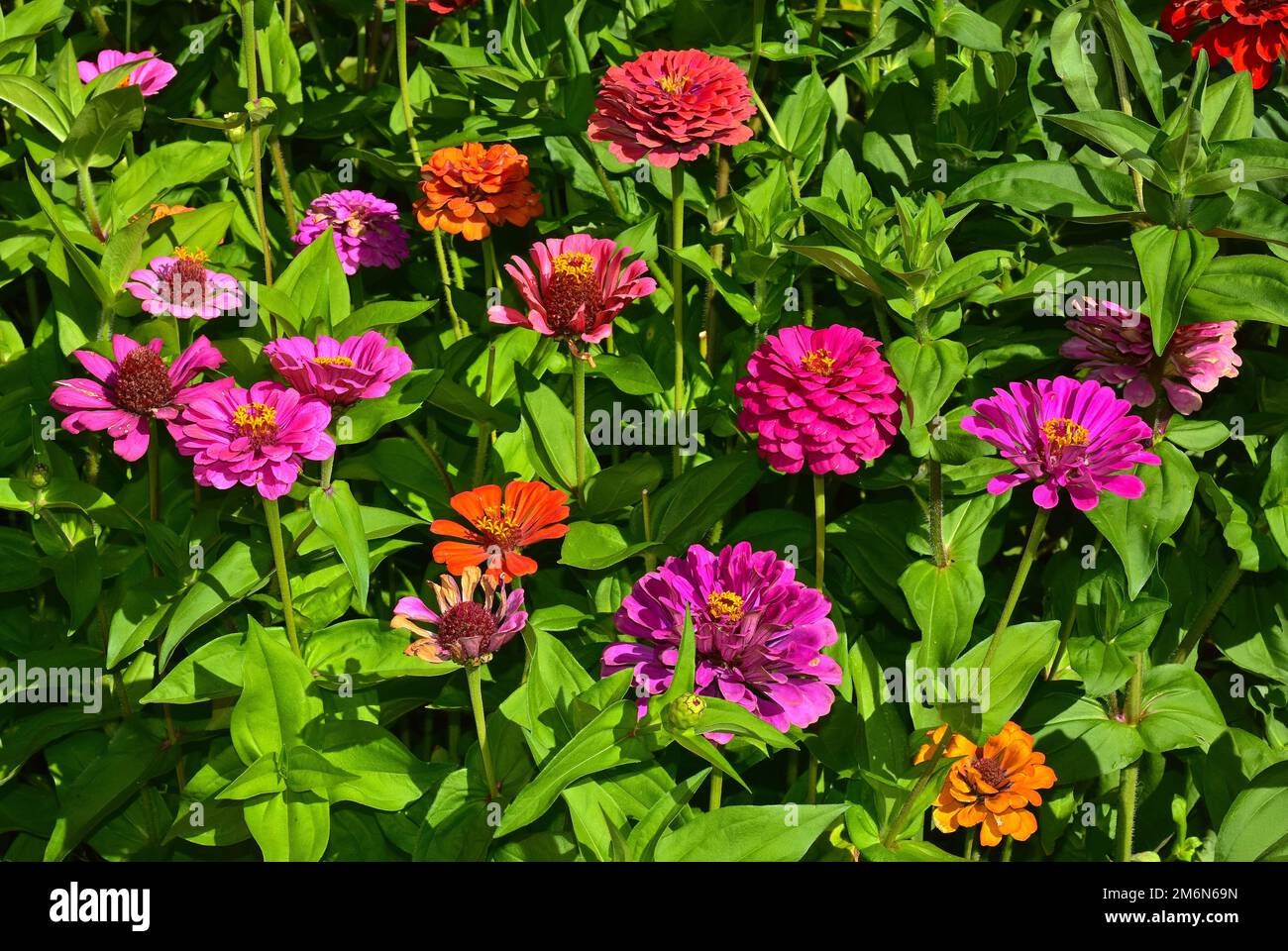 Common zinnia, garden zinnia Stock Photo - Alamy
