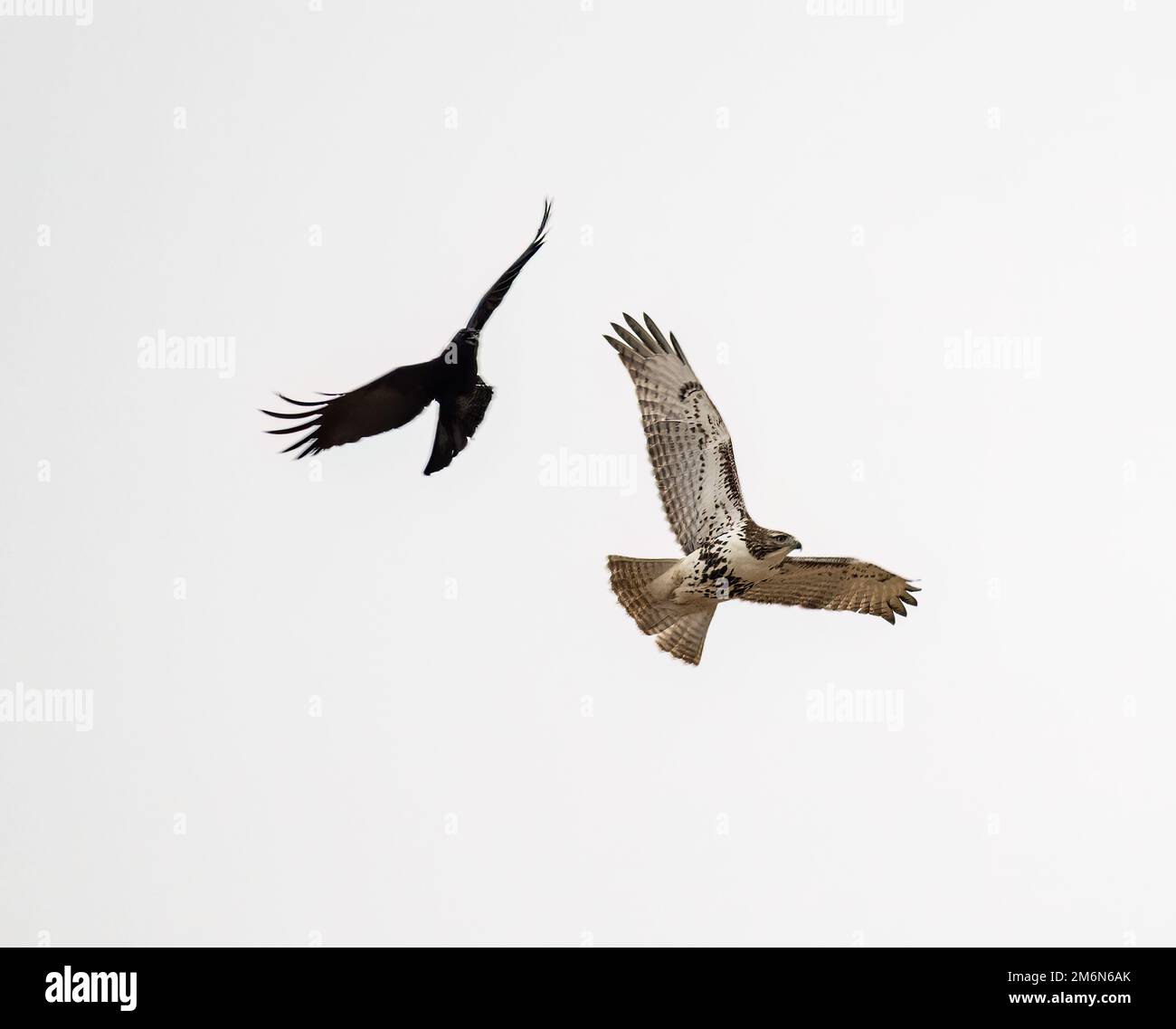 A low angle shot of a red-tailed hawk and a raven flying on a gloomy ...