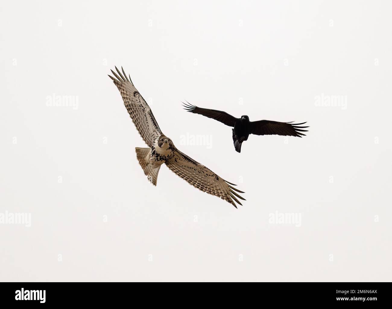 A low angle shot of a red-tailed hawk and a raven flying on a gloomy ...