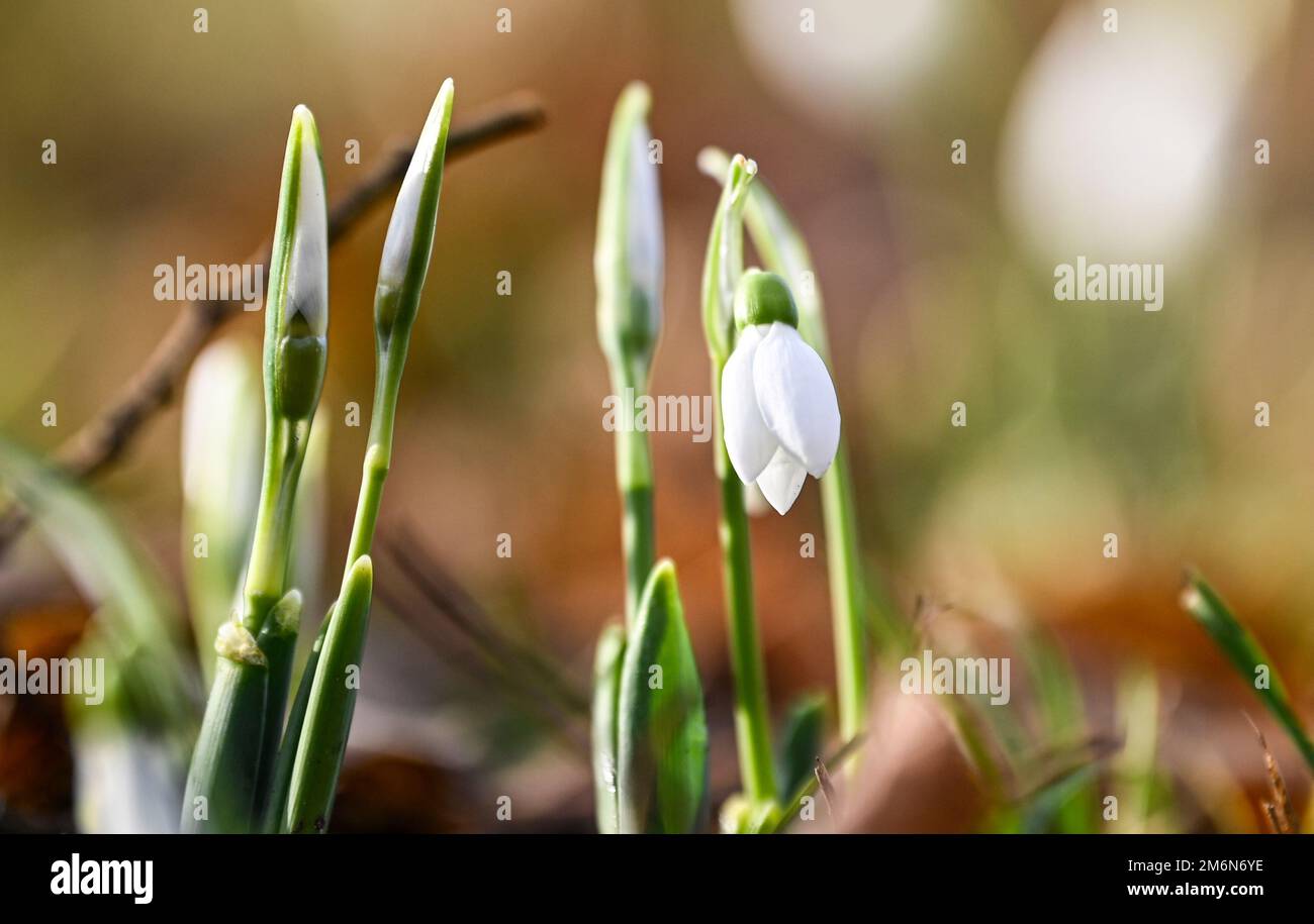 Galanthus nivalis, the snowdrop or common snowdrop, pictured in Zlin ...