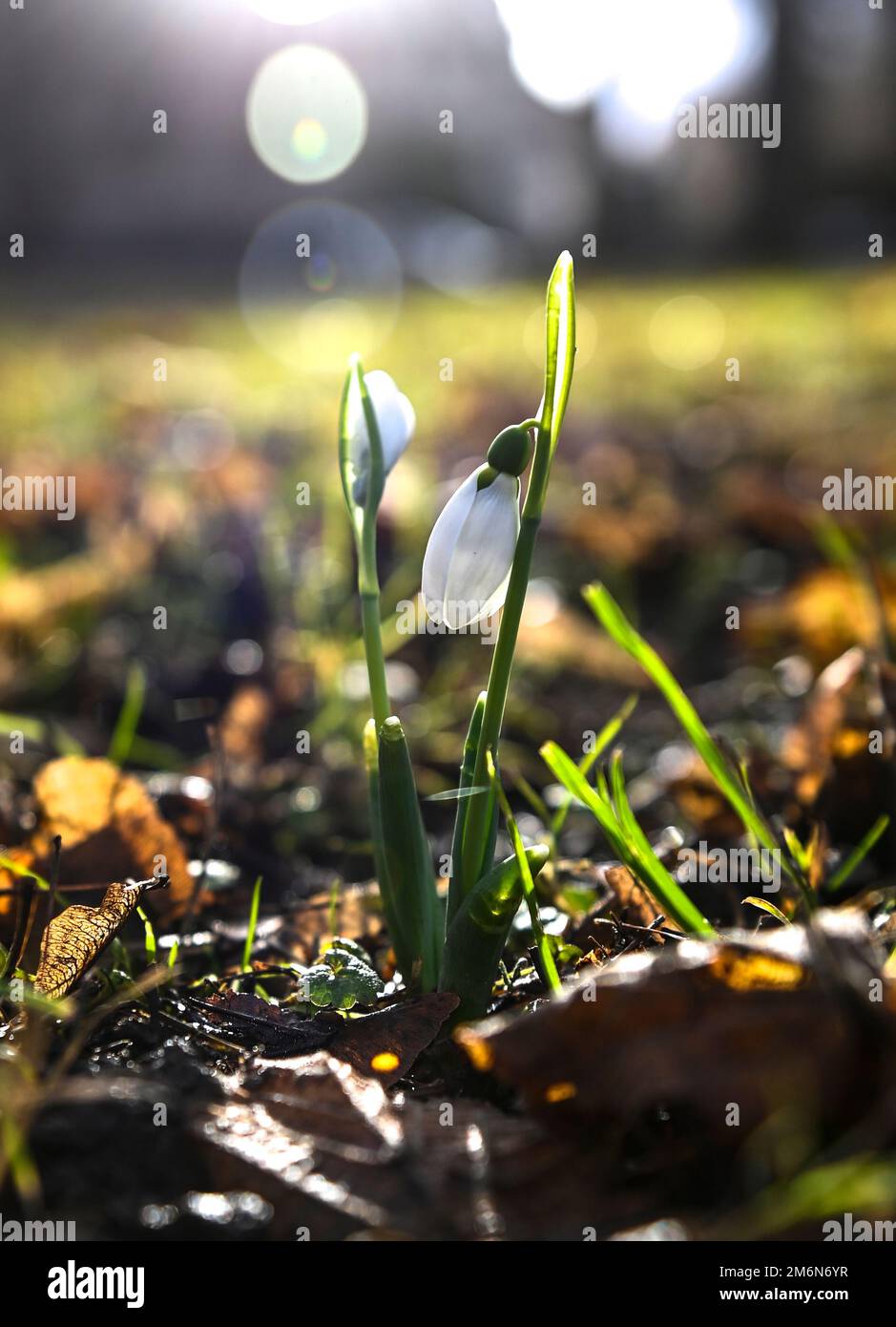 Galanthus nivalis, the snowdrop or common snowdrop, pictured in Zlin ...