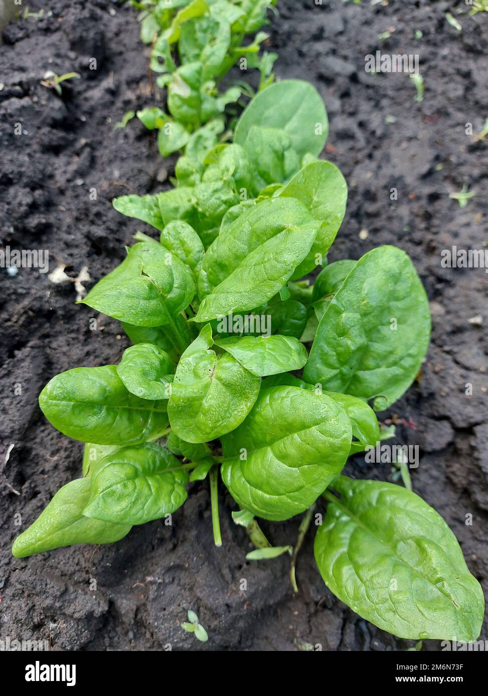 Spinach growing in garden. Fresh natural leaves of spinach growing in ...