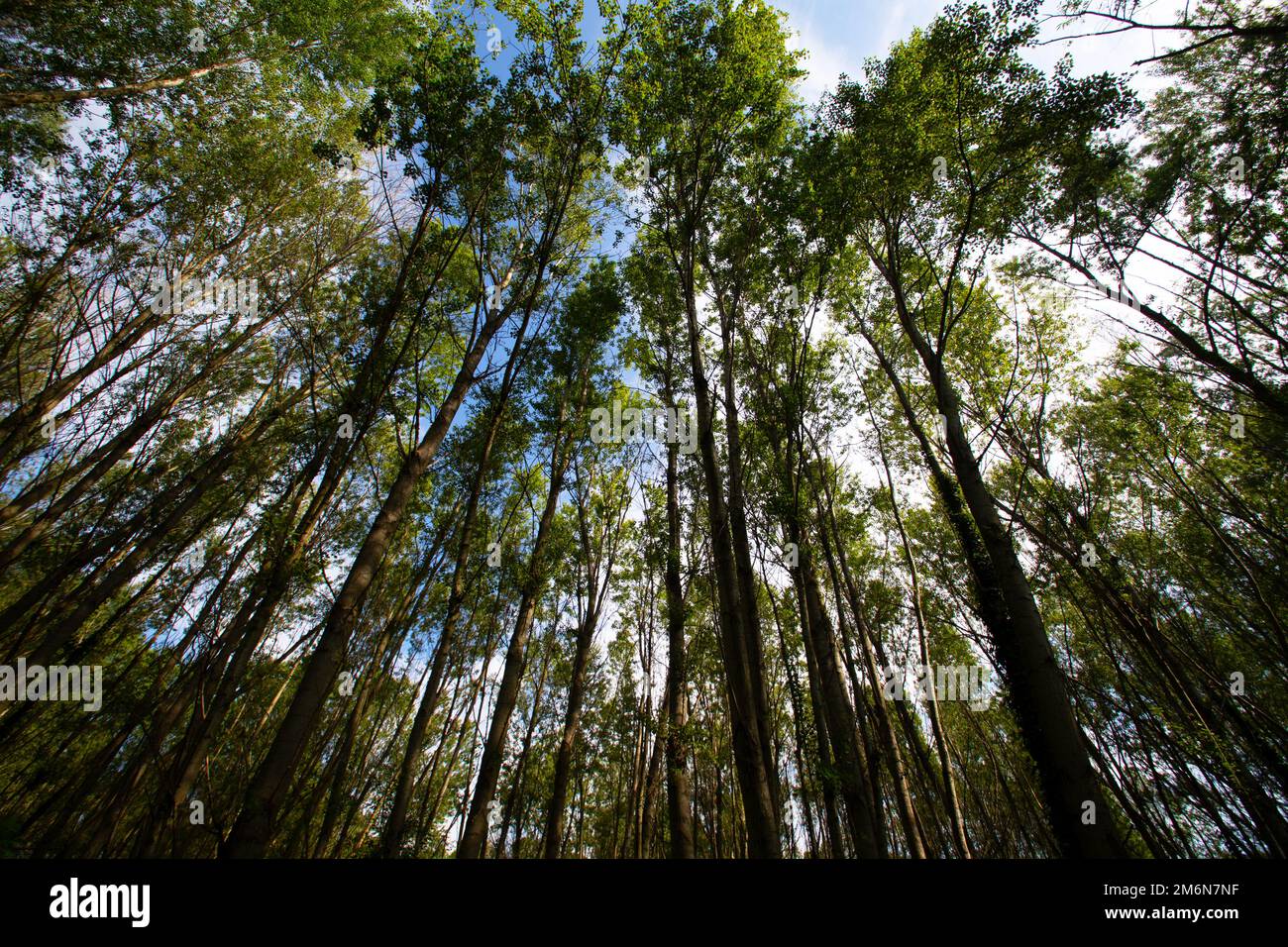 forest seen from below Stock Photo - Alamy