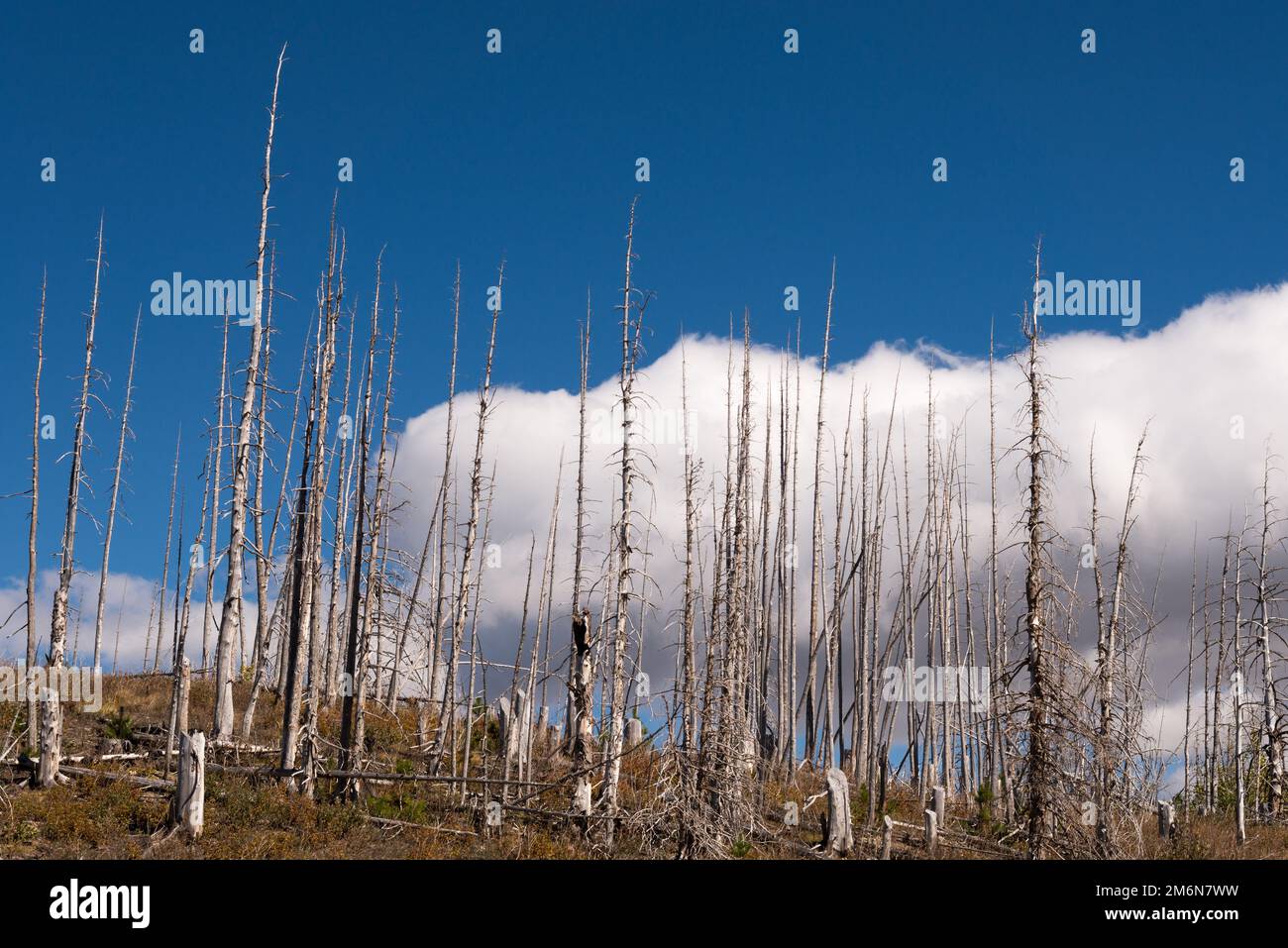Burnt Lodge Pole Pine Trees in Glacier National Park Stock Photo - Alamy