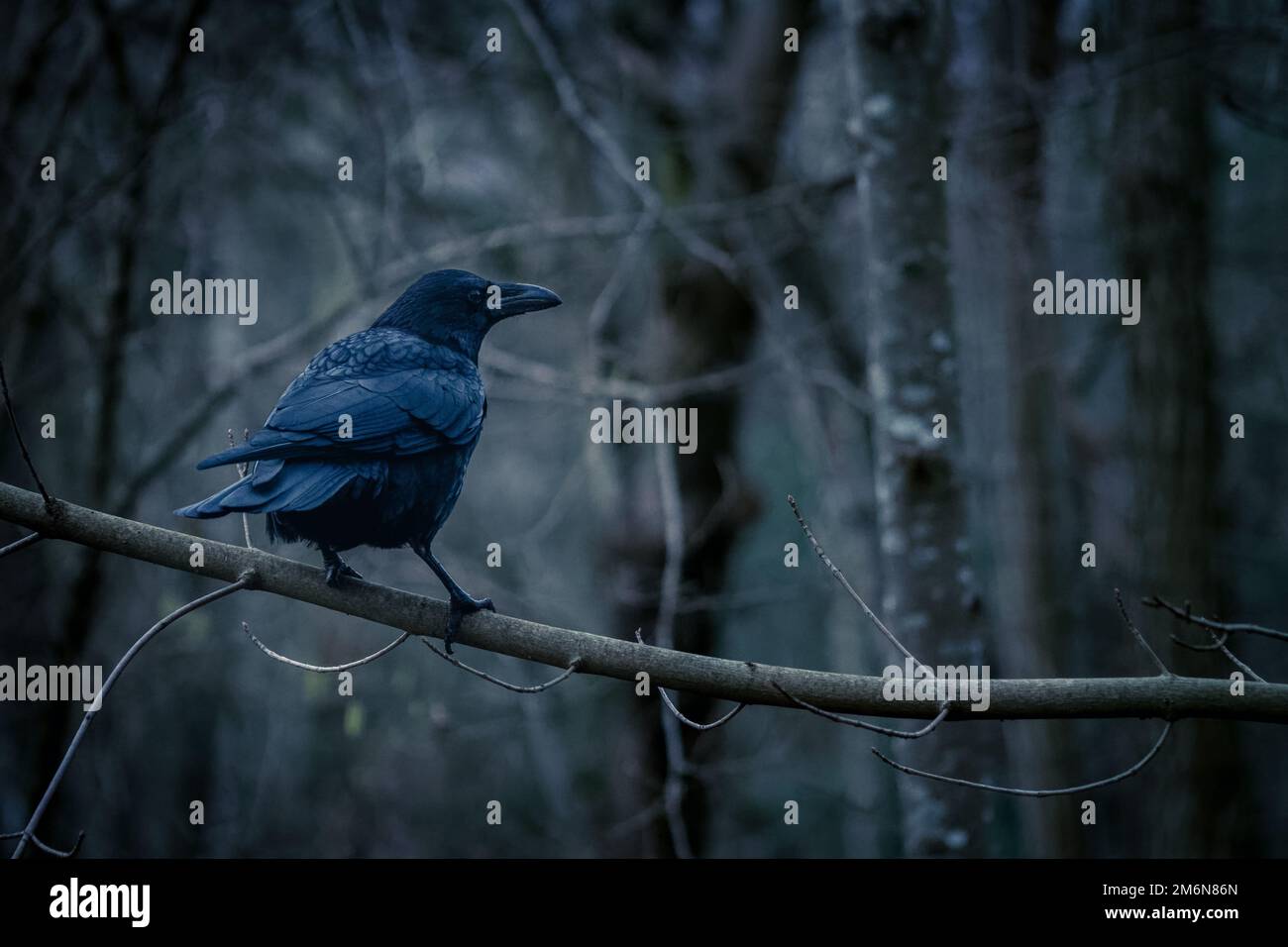 Crow in the woods hi-res stock photography and images - Alamy