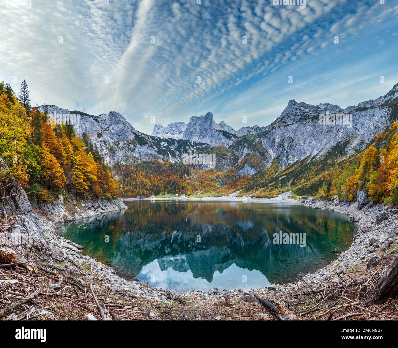 Tree stumps after deforestation near Hinterer Gosausee lake, Upper ...
