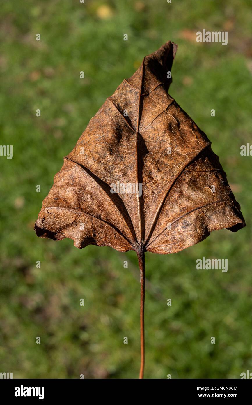 A closeup close up view of the back of a dead brown curled Common Lime ...