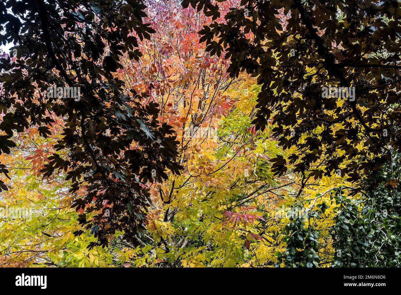 Autumnal foliage on trees in a park in Newquay in Cornwall in the UK ...