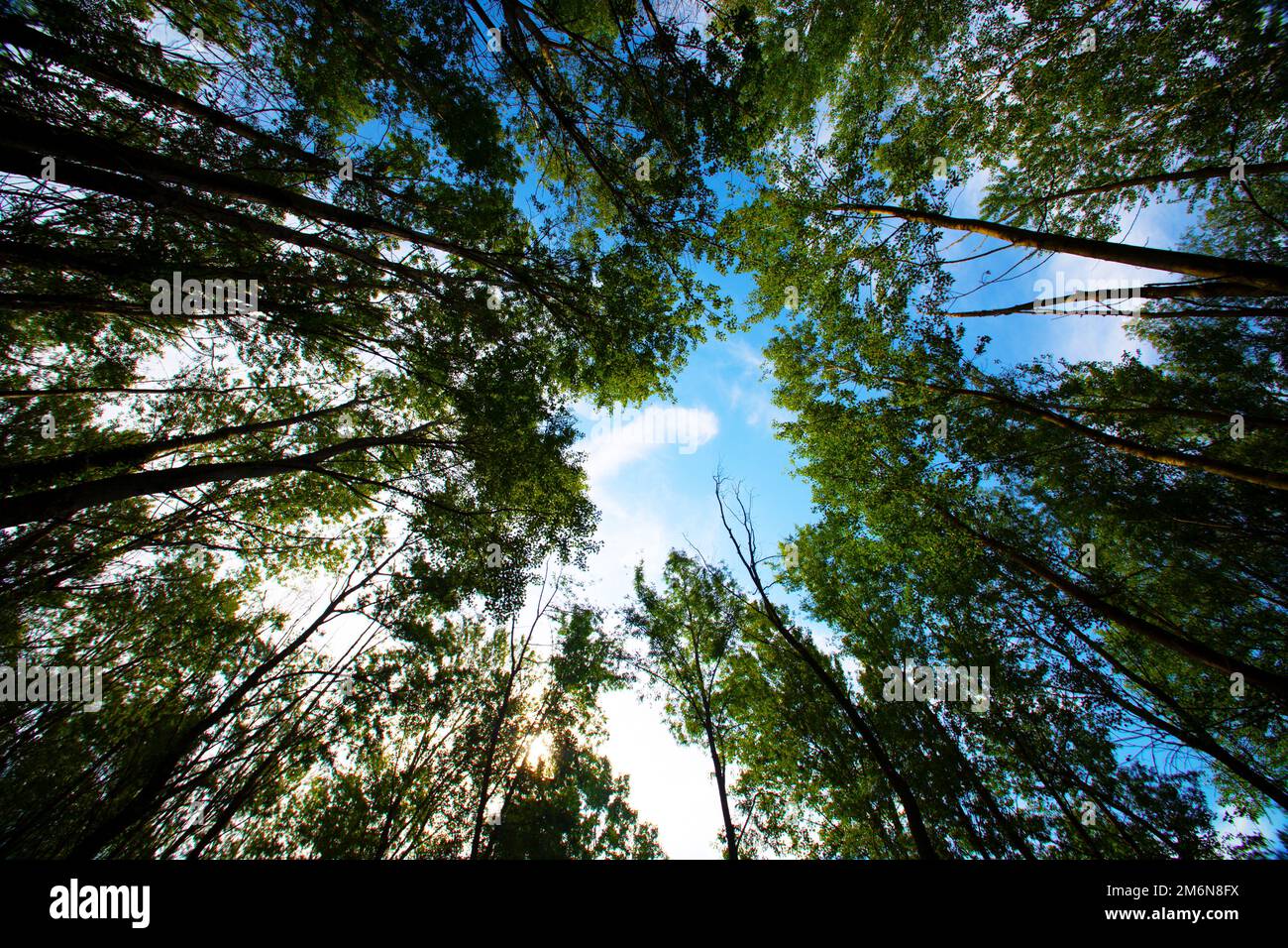 forest seen from below Stock Photo - Alamy