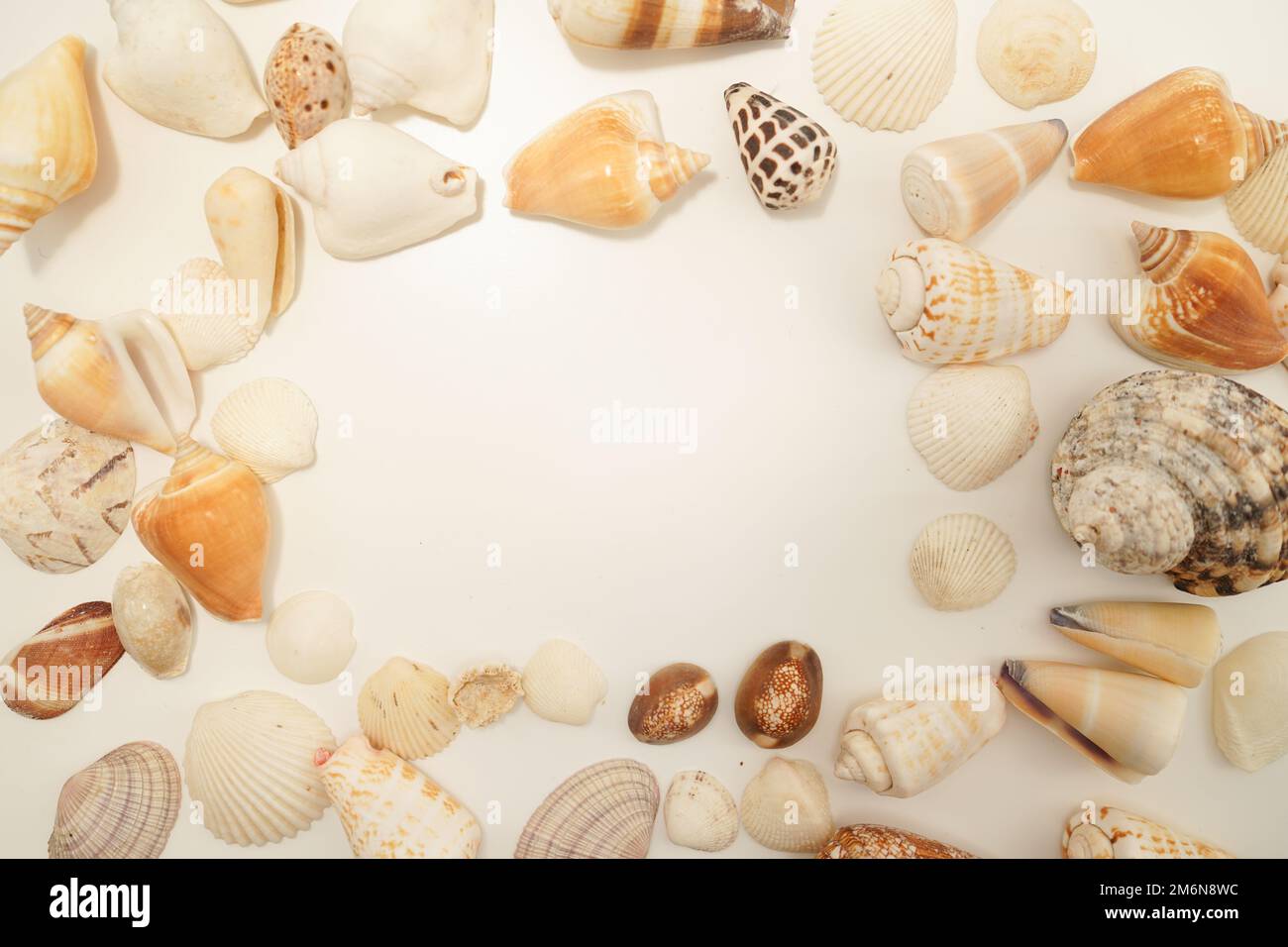 Seashell scattered hi-res stock photography and images - Alamy