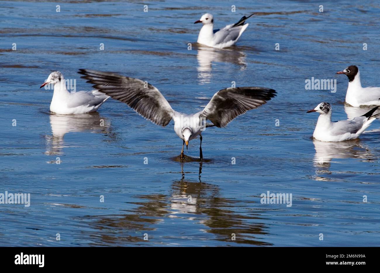 Several seagulls on the river Stock Photo - Alamy