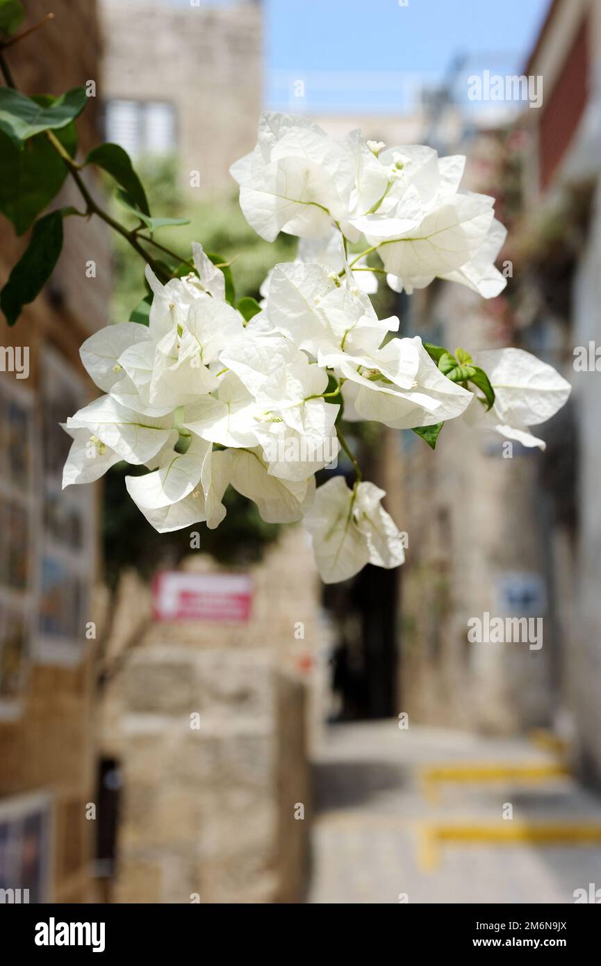 Old jaffa hi-res stock photography and images - Alamy