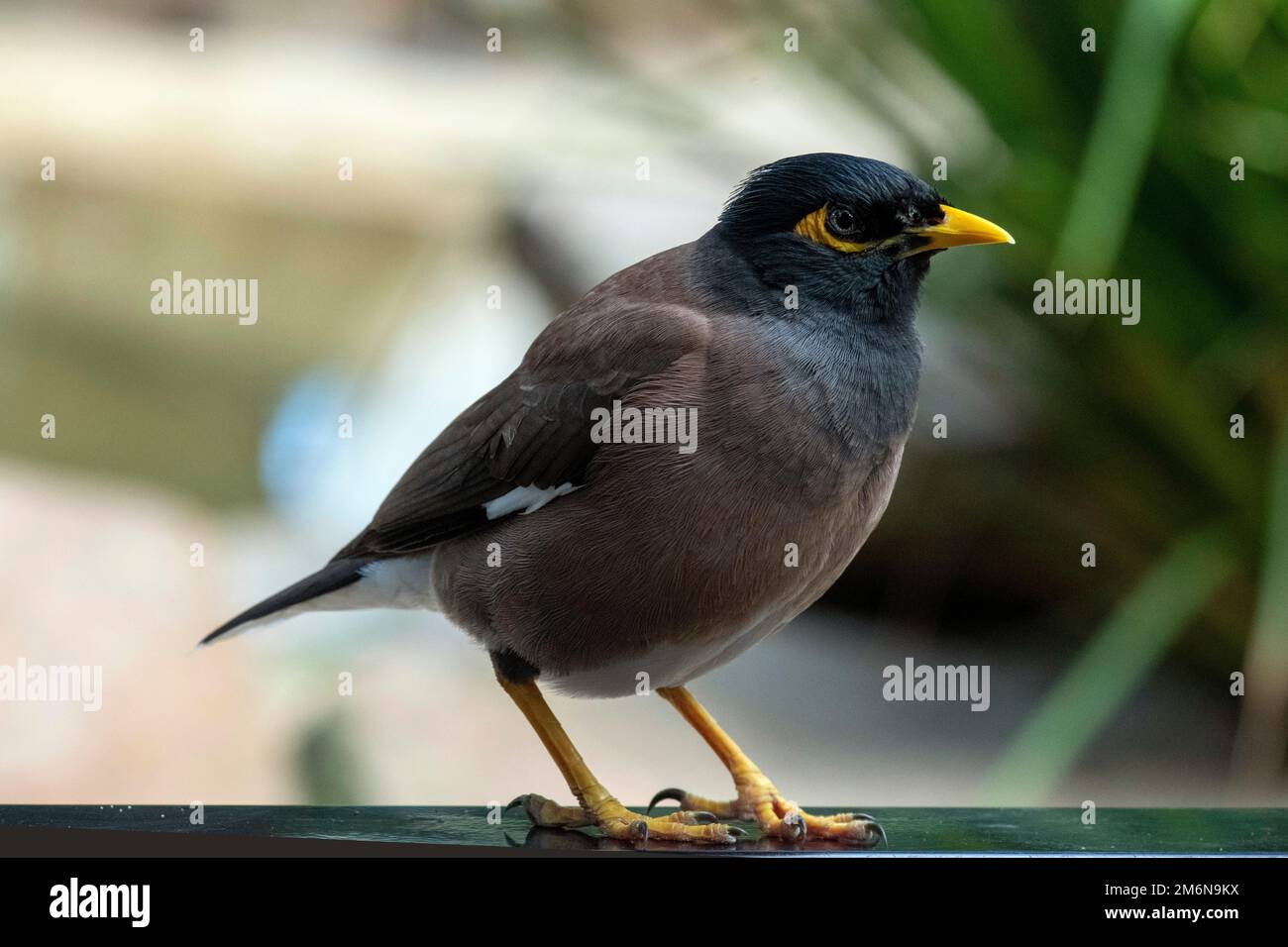 Australian Common Myna (Acridotheres tristis Stock Photo - Alamy